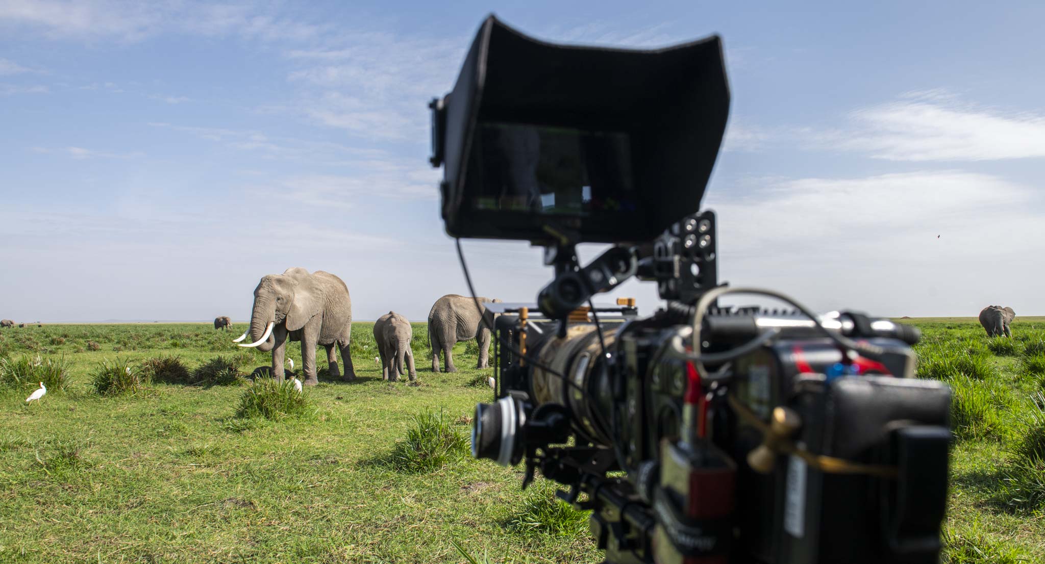 Wildlife Filmmaking Blog